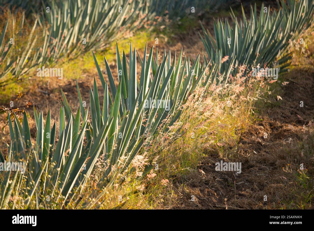 Fields of agave plants for organic mezcal production in the Oaxaca ...
