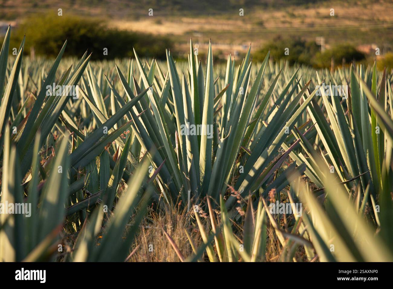 Fields of agave plants for organic mezcal production in the Oaxaca ...