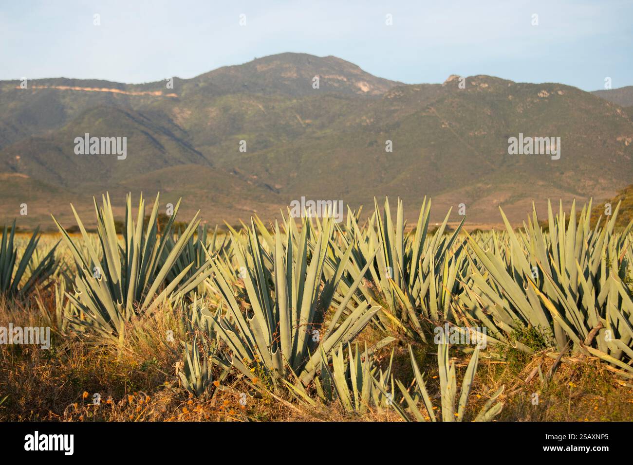 Fields of agave plants for organic mezcal production in the Oaxaca ...