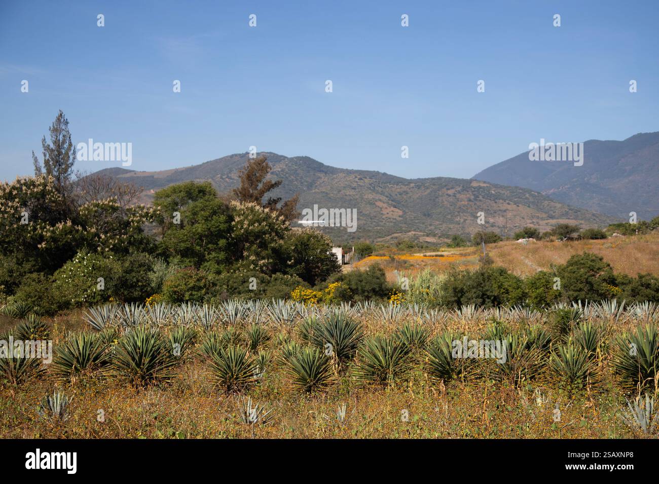 Fields of agave plants for organic mezcal production in the Oaxaca ...