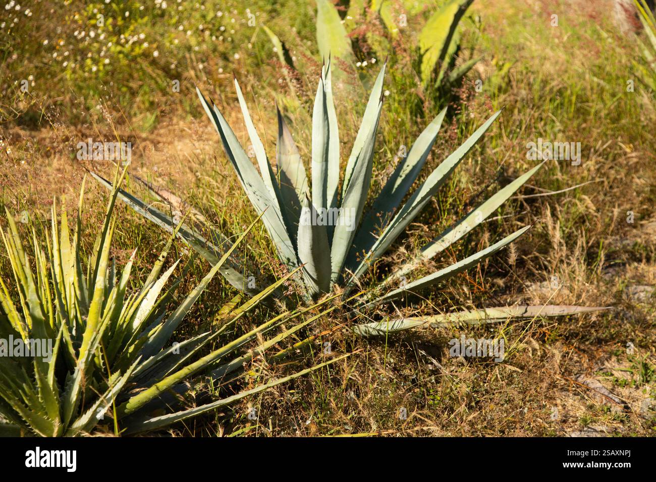Fields of agave plants for organic mezcal production in the Oaxaca ...