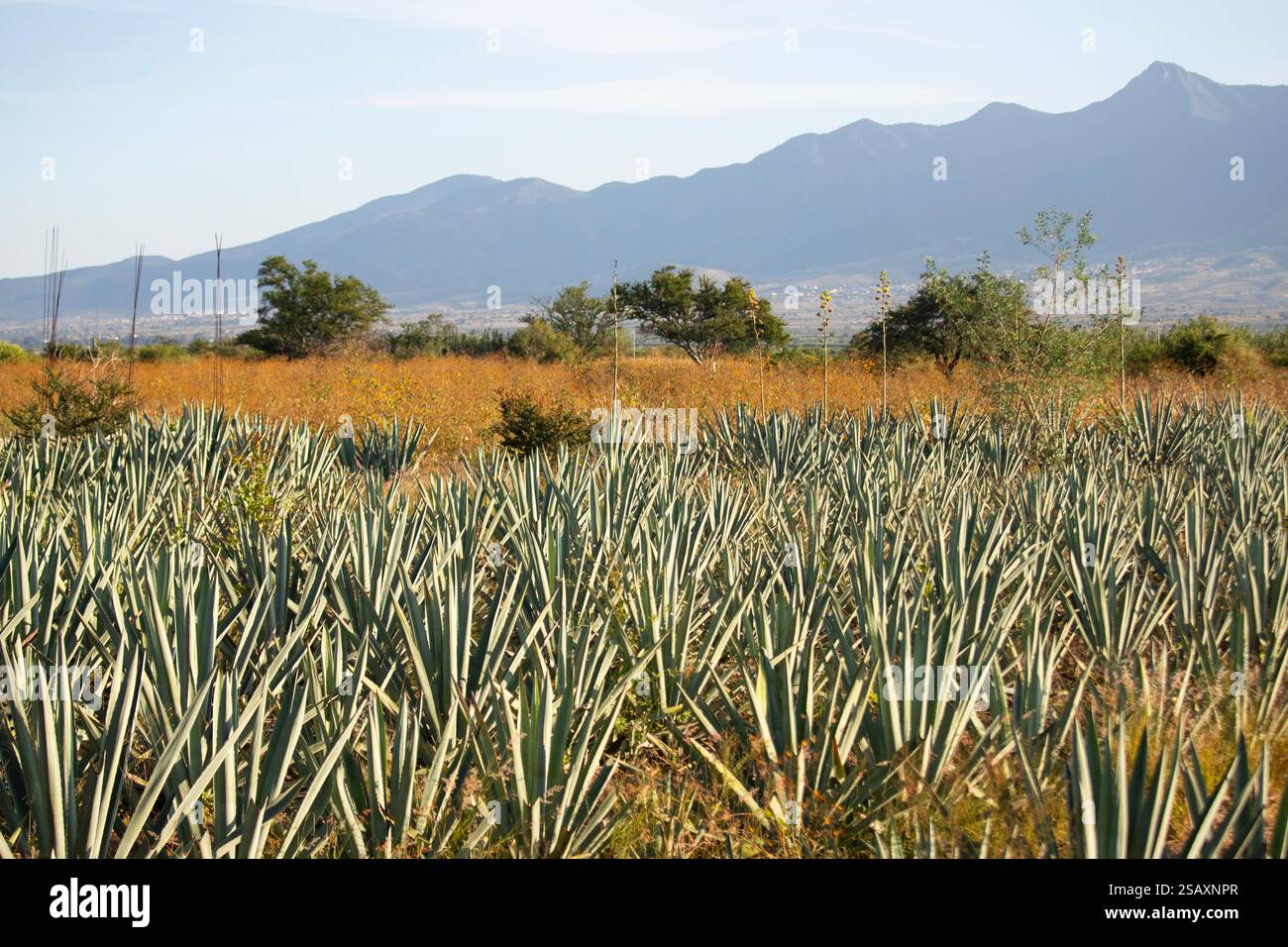 Fields of agave plants for organic mezcal production in the Oaxaca ...