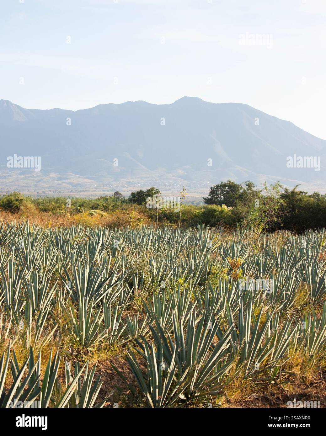 Fields of agave plants for organic mezcal production in the Oaxaca ...
