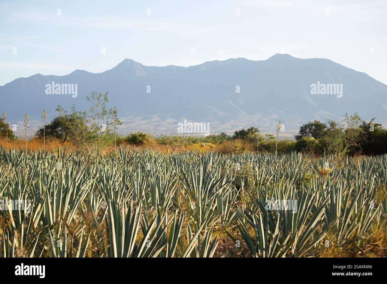 Fields of agave plants for organic mezcal production in the Oaxaca ...