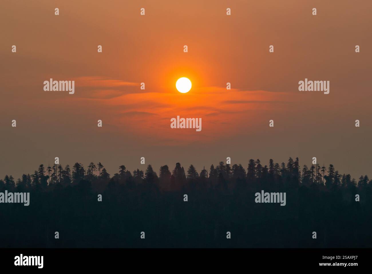 Beautiful sunset over golden forest hi-res stock photography and images ...