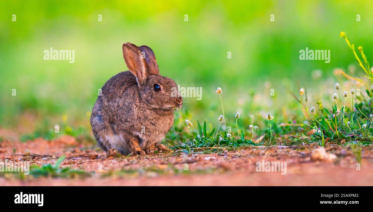 European Rabbit, Oryctolagus cuniculus, Mediterranean Forest, Castilla ...