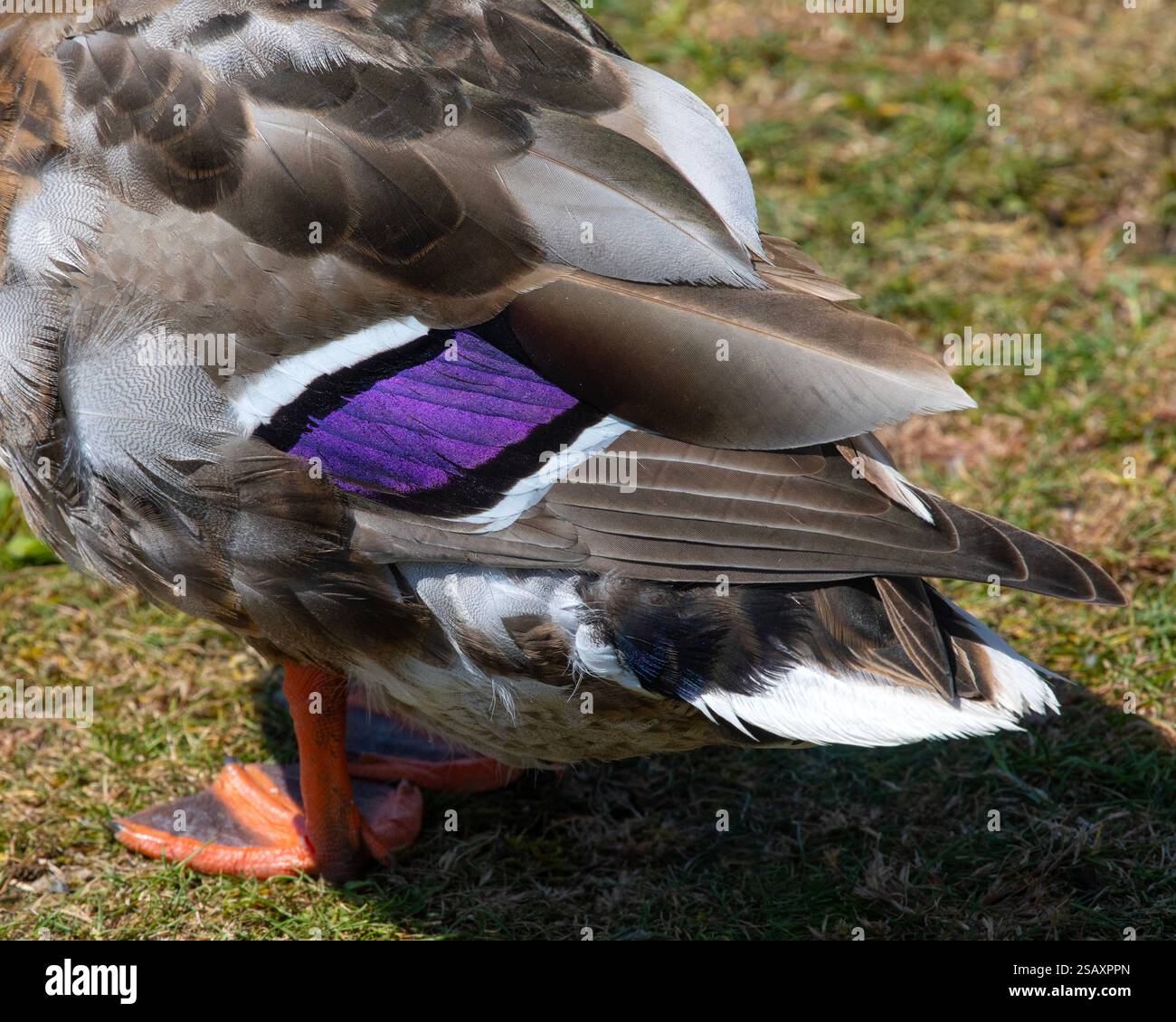 Female mallard duck with purple feathers hi-res stock photography and ...