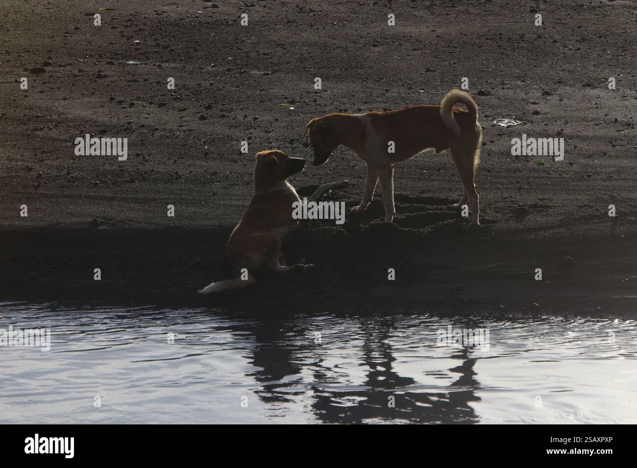 Two best furry friends hi-res stock photography and images - Alamy