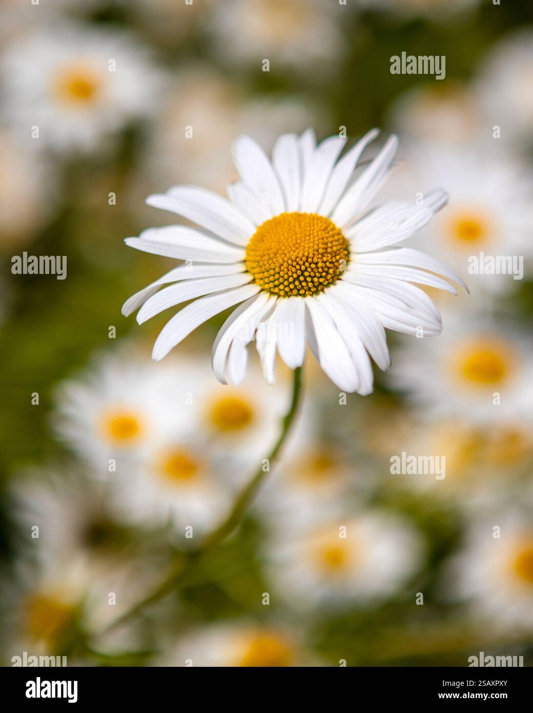 Close up oxeye daisy hi-res stock photography and images - Alamy