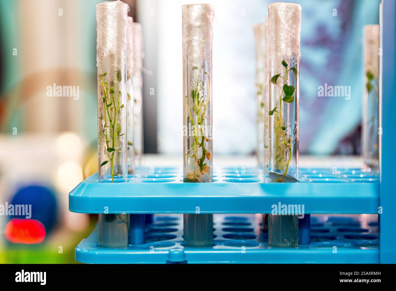 in vitro collection of transgenic potato plant and original varieties ...