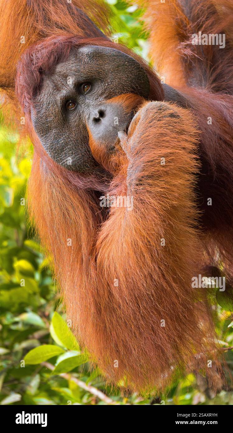 Orangutan, Pongo pygmaeus, Sekonyer River, Tanjung Puting National Park ...