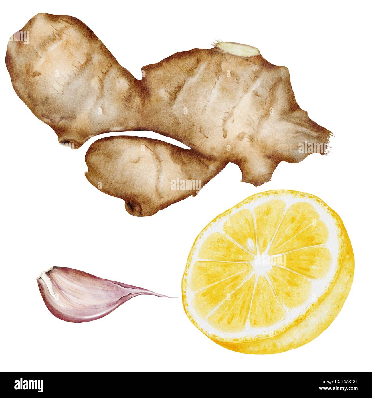 Lemon ginger garlic watercolor set. Hand drawn citrus and hot root on ...
