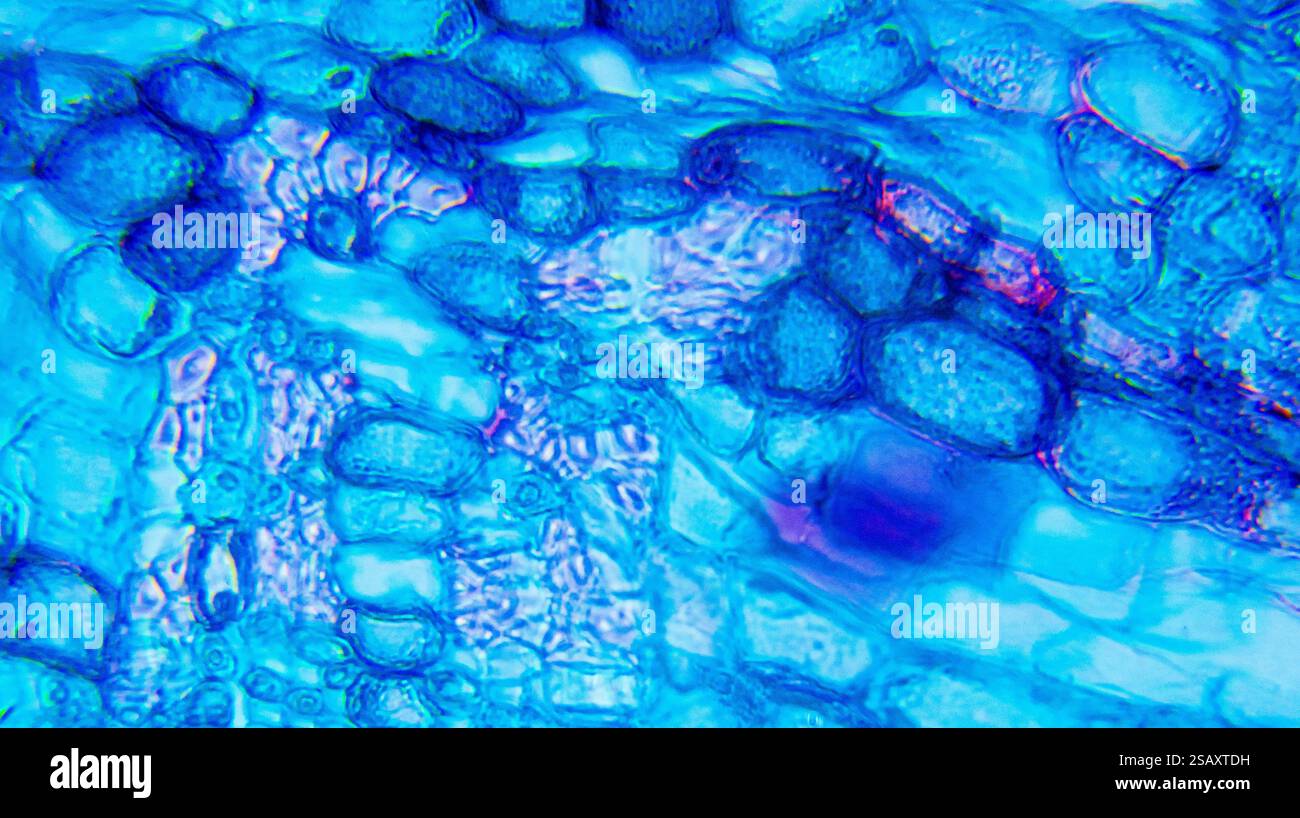 Tilia Stem under Optical Microscope Stock Photo - Alamy