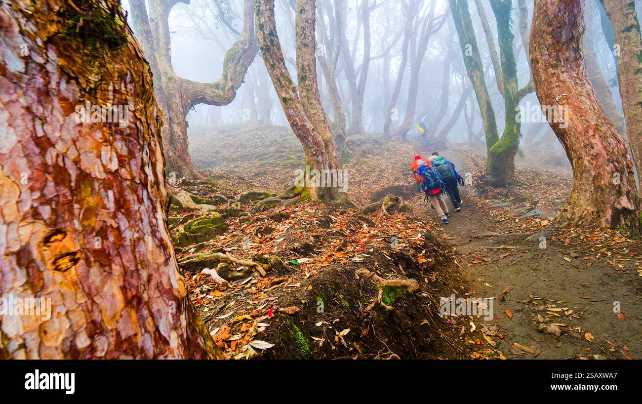 Hikkers on Route, Forest Mountain Footpath, Trek to Annapurna Base Camp ...