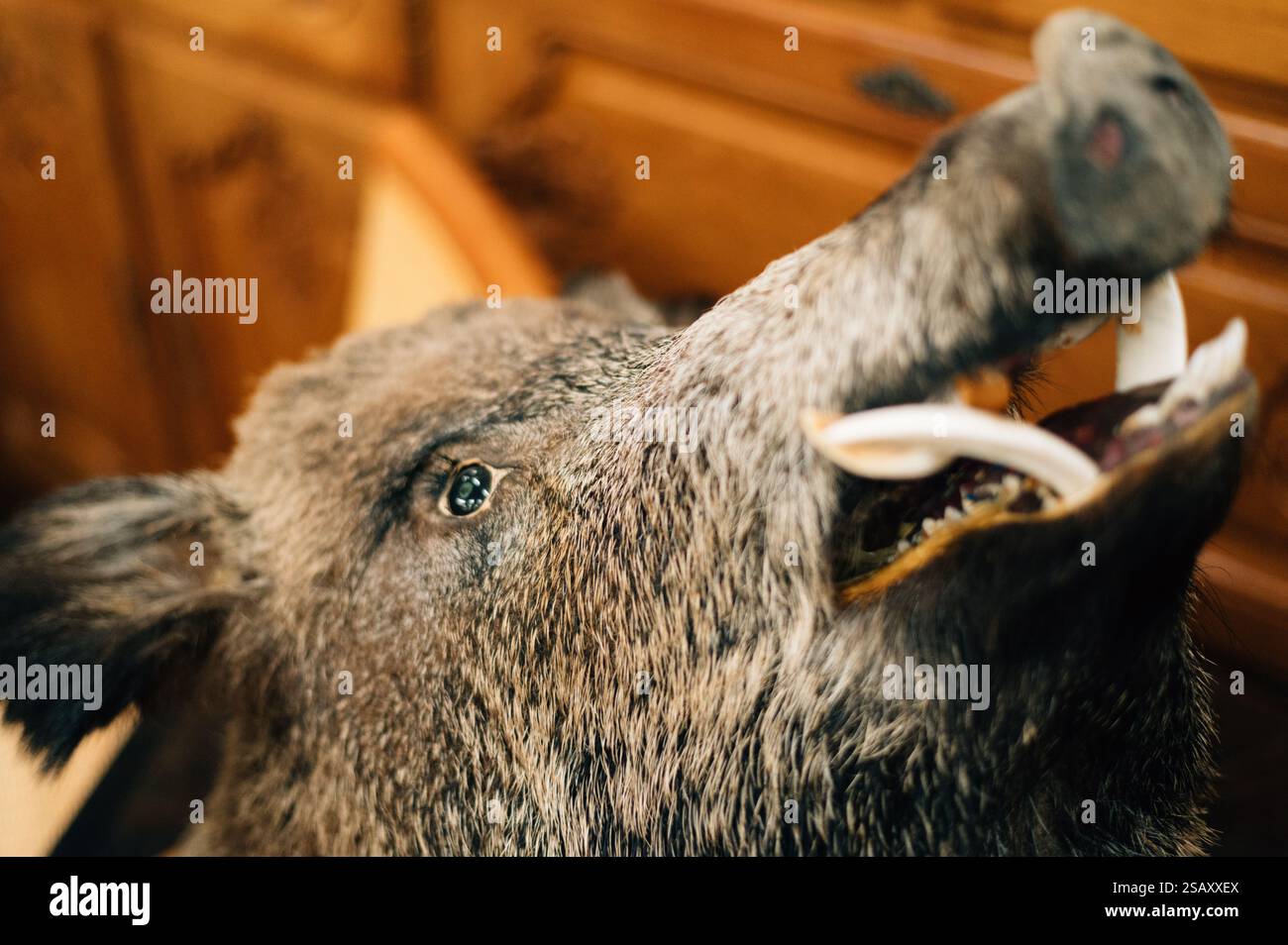 stuffed head of a large wild boar Stock Photo - Alamy