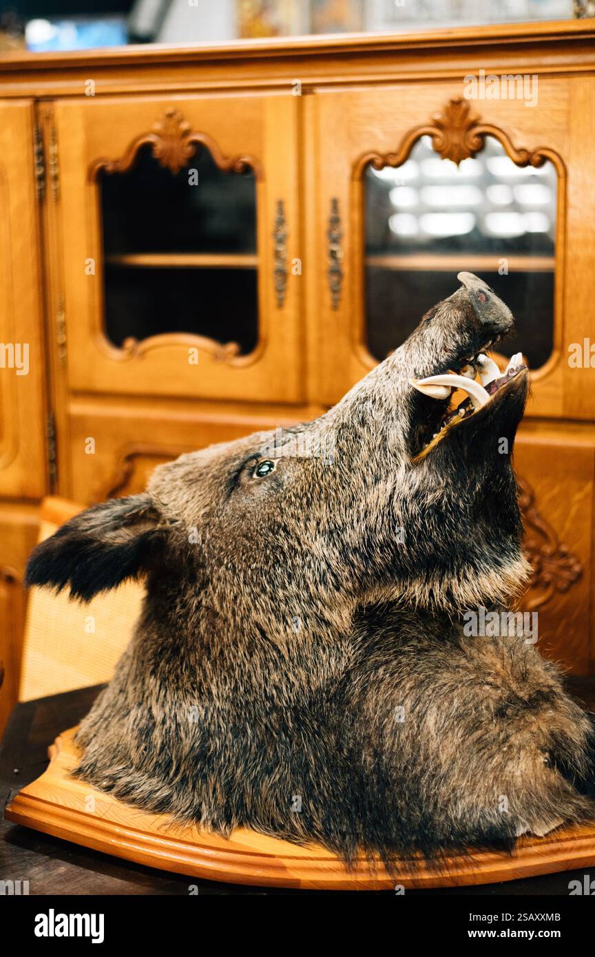stuffed head of a large wild boar Stock Photo - Alamy
