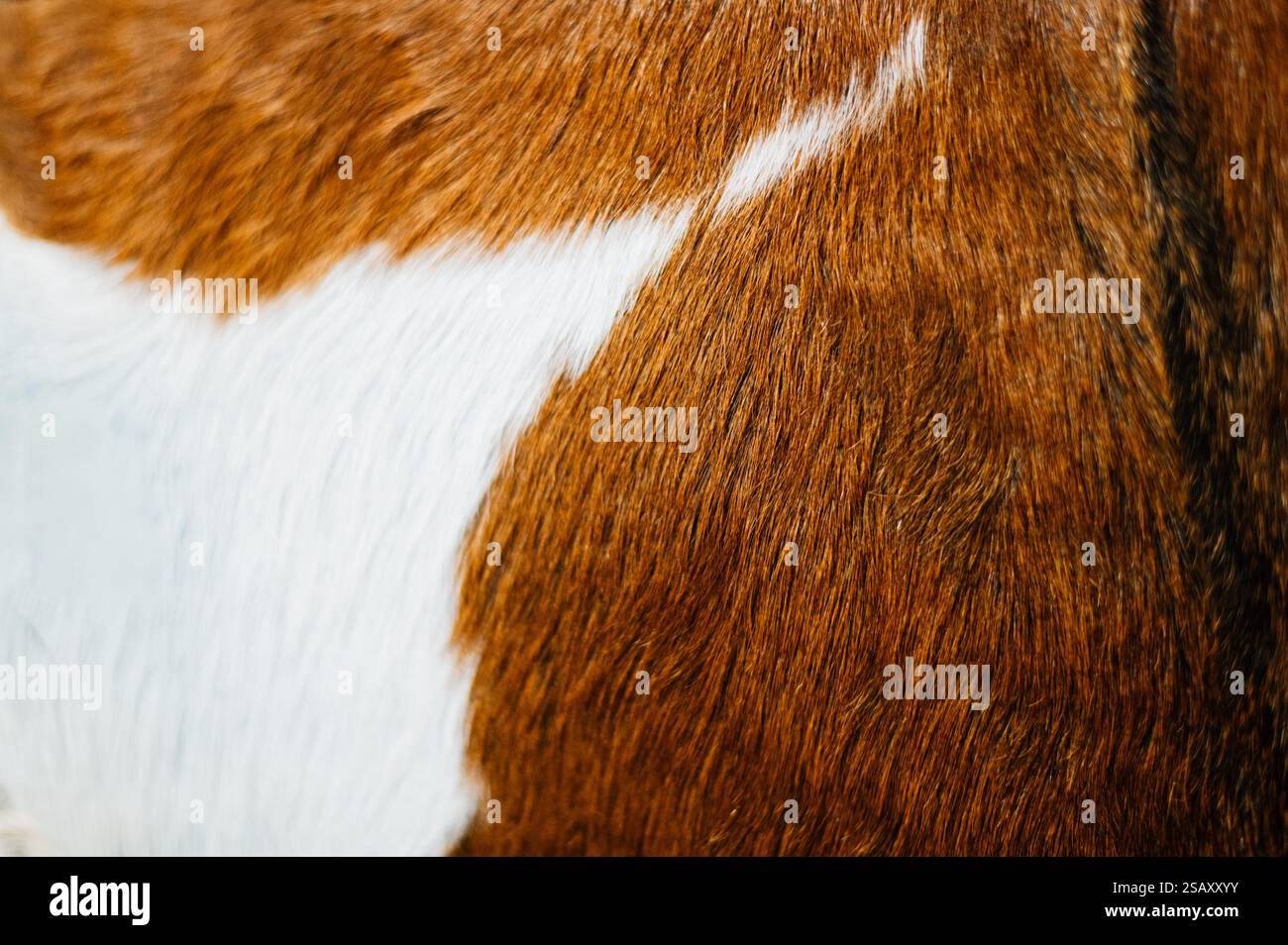 White fur polar bear texture hi-res stock photography and images - Alamy
