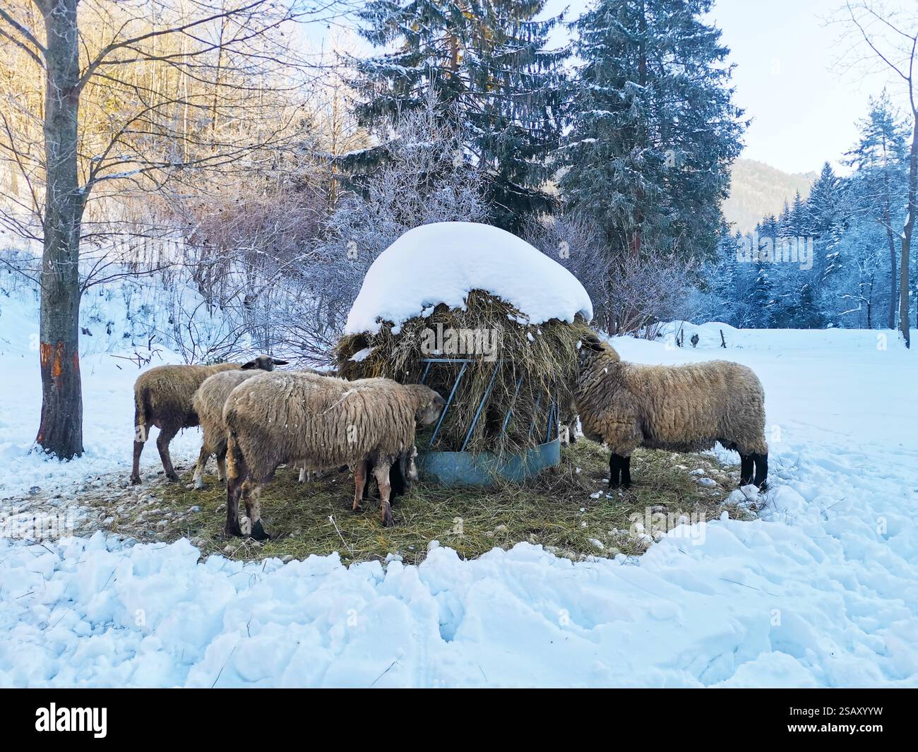 Flock of sheep eat hay from trough against the backdrop of fir trees in the snow. Picturesque ...