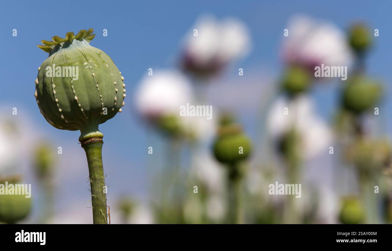 Detail of opium poppy heads, in latin papaver somniferum, immature ...