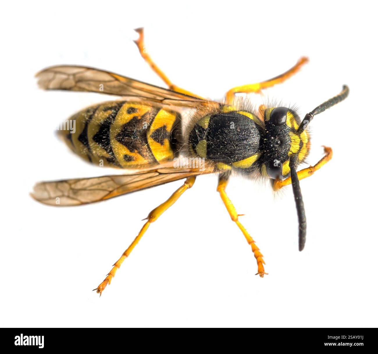 Yellow jacket wasp stinger hi-res stock photography and images - Alamy