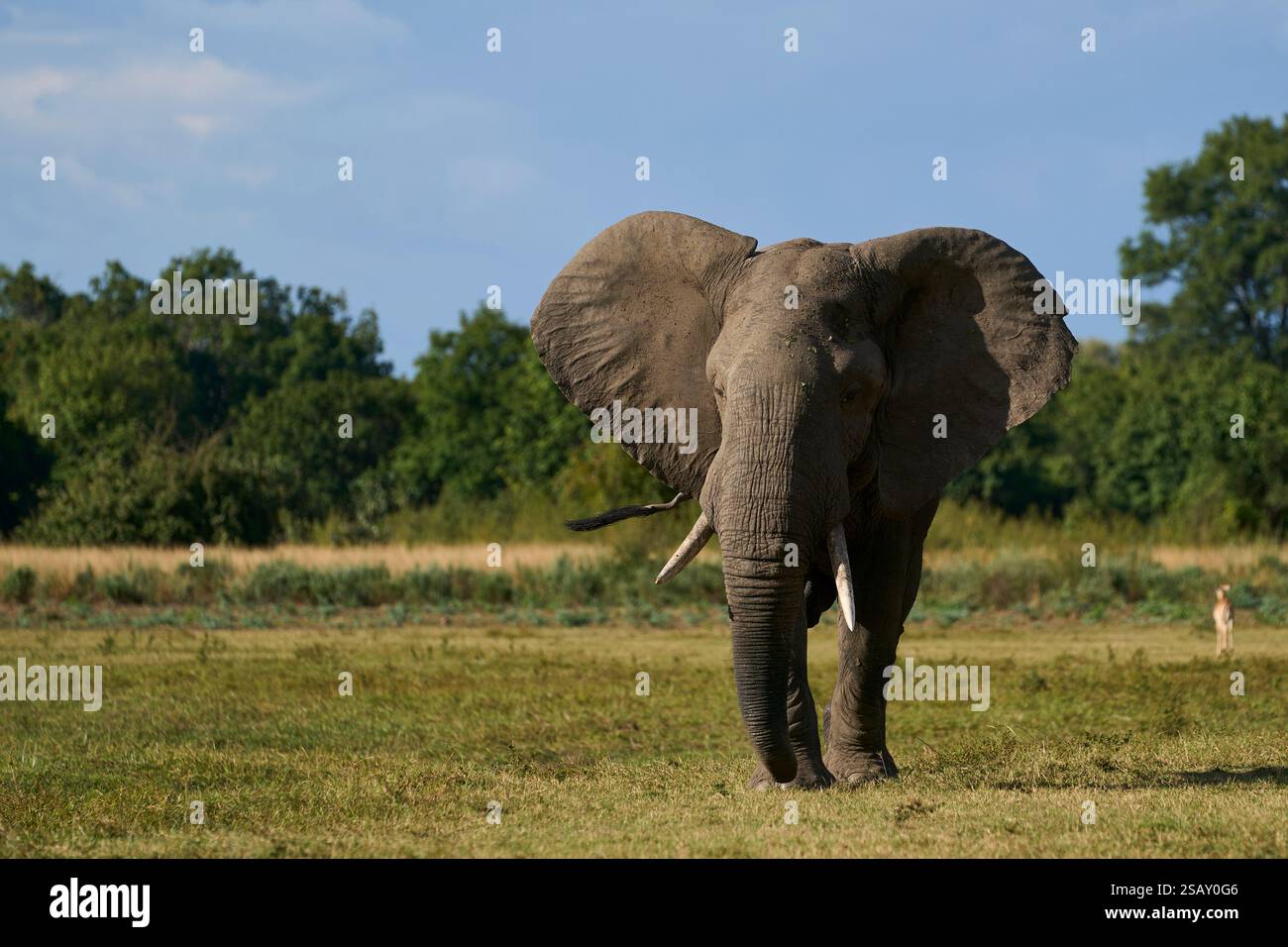 Bull African Elephant (Loxodonta africana) in musth following a group ...