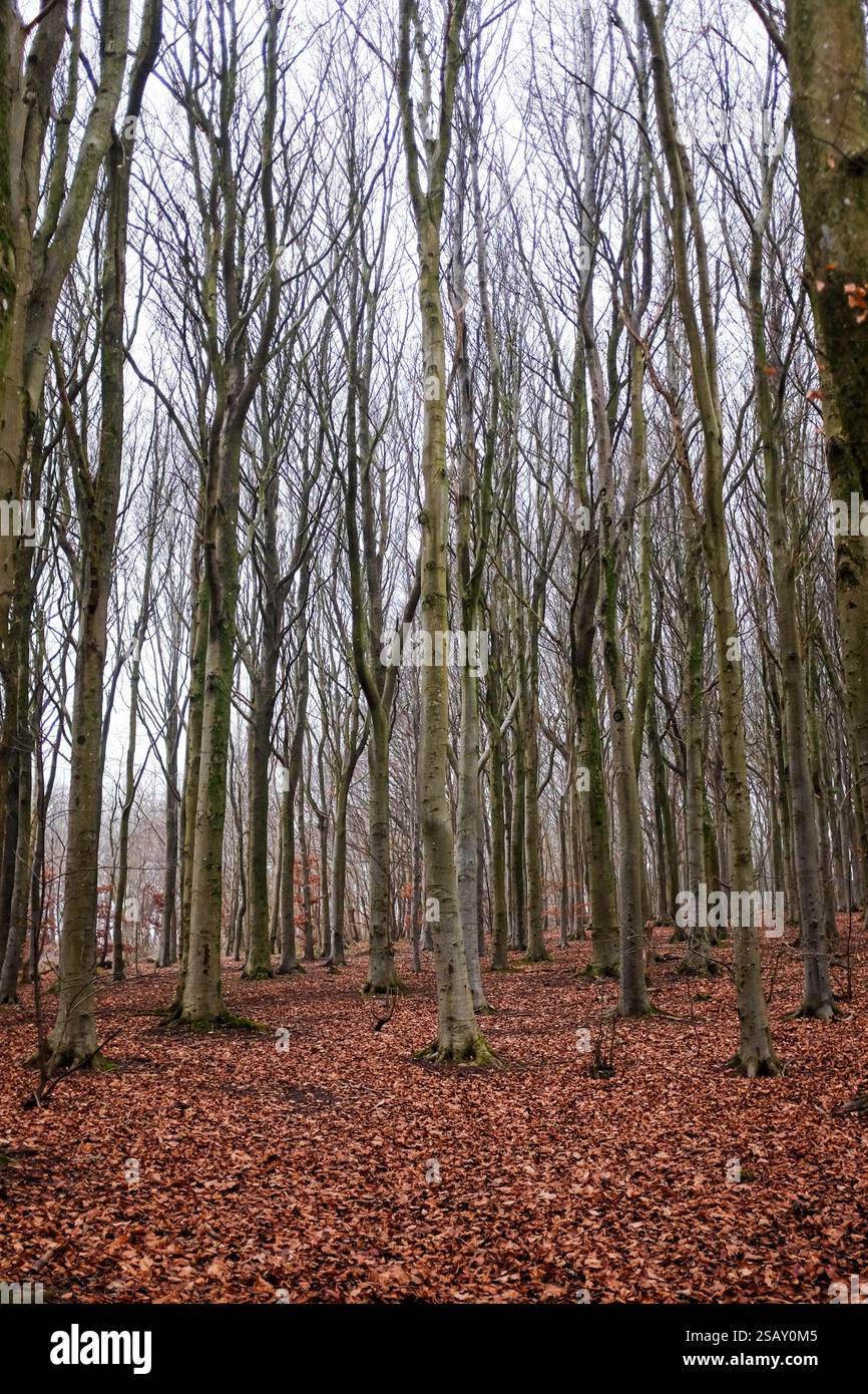 Trees in woodland Stanmer Park winter views in January 2025 UK Stock ...