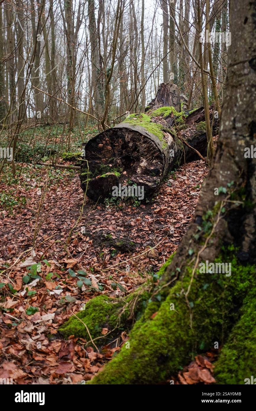 Moss growing on a fallen tree in Stanmer Park winter views in January ...
