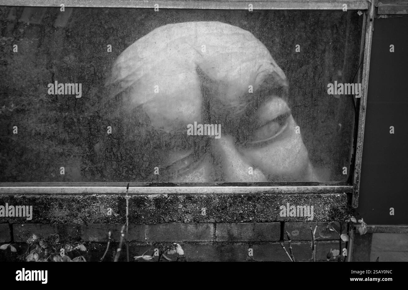 Scary green head and eye looking out of the old walled garden ...