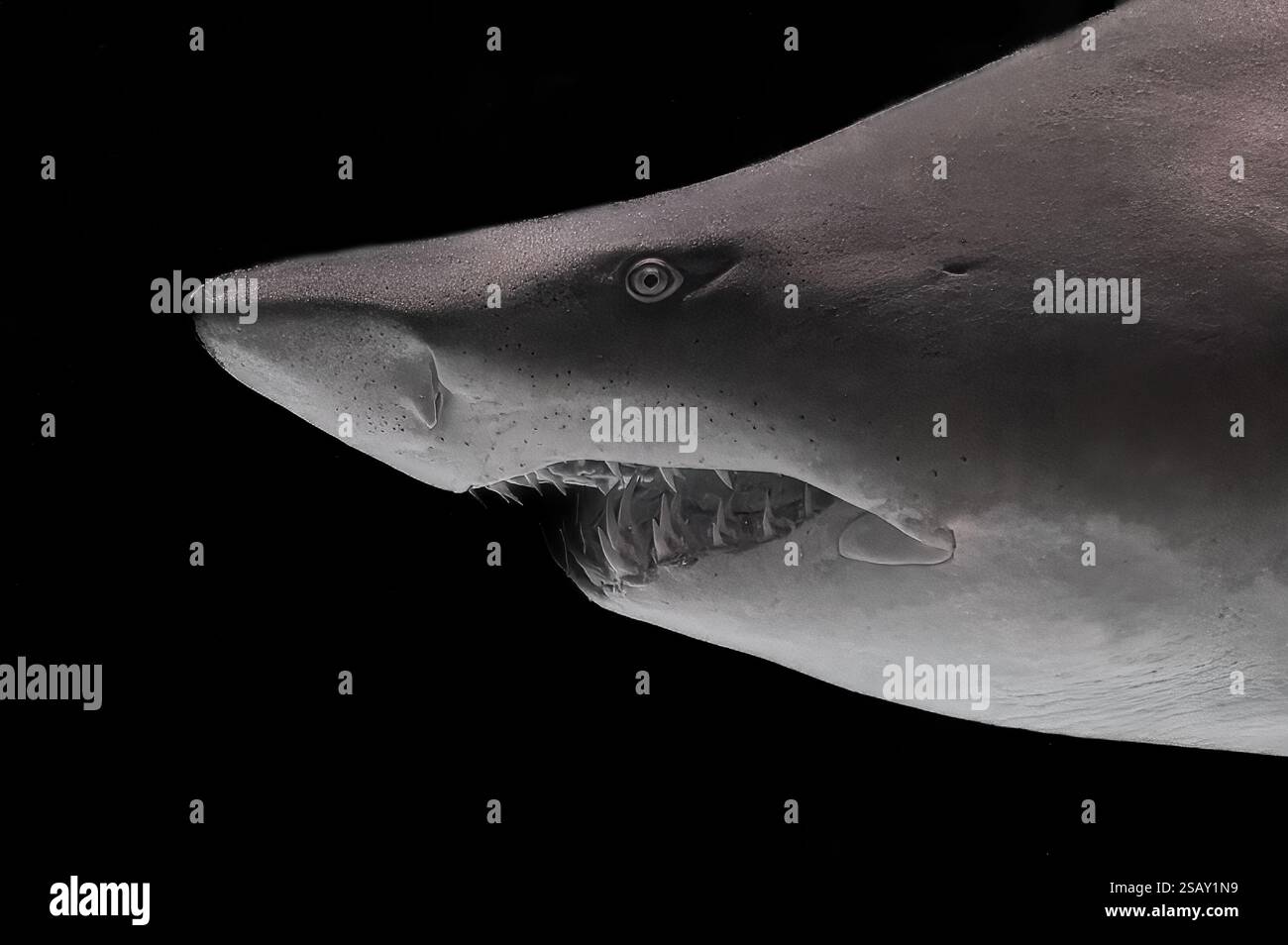 Sand tiger shark, Carcharias taurus, Odontaspididae, Phuket Aquarium ...