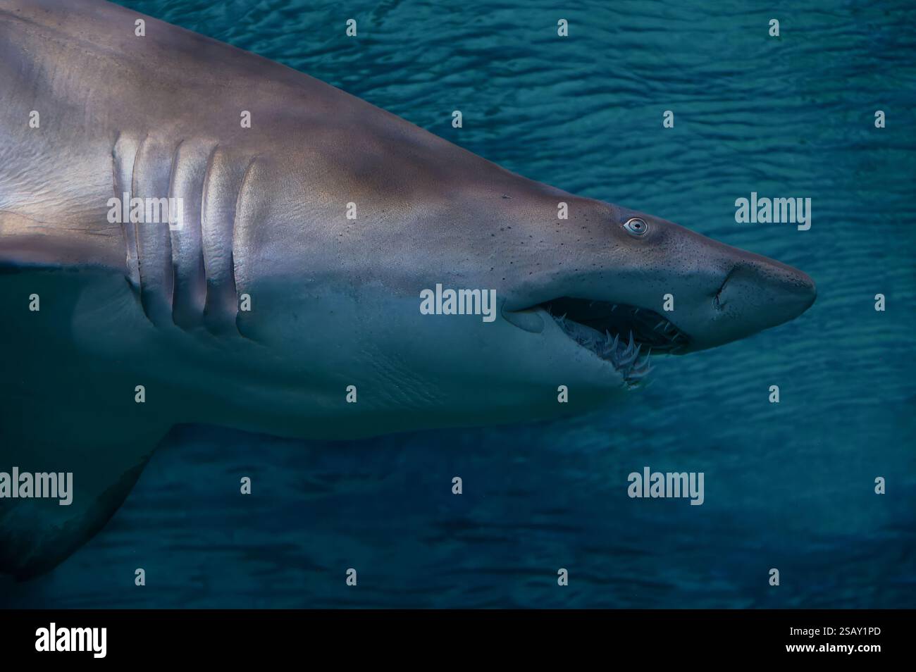 Sand tiger shark, Carcharias taurus, Odontaspididae, Phuket Aquarium ...