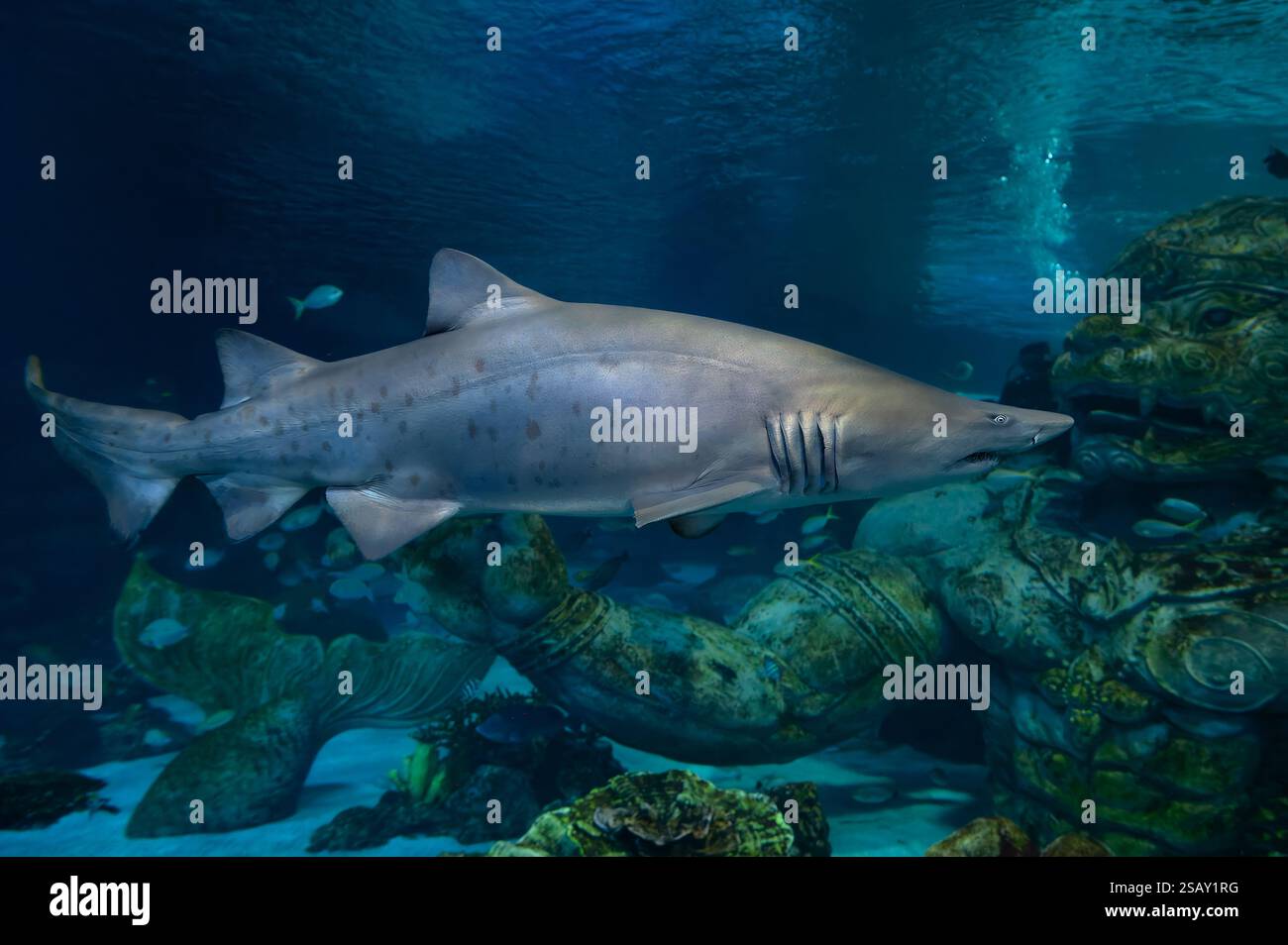 Sand tiger shark, Carcharias taurus, Odontaspididae, Phuket Aquarium ...