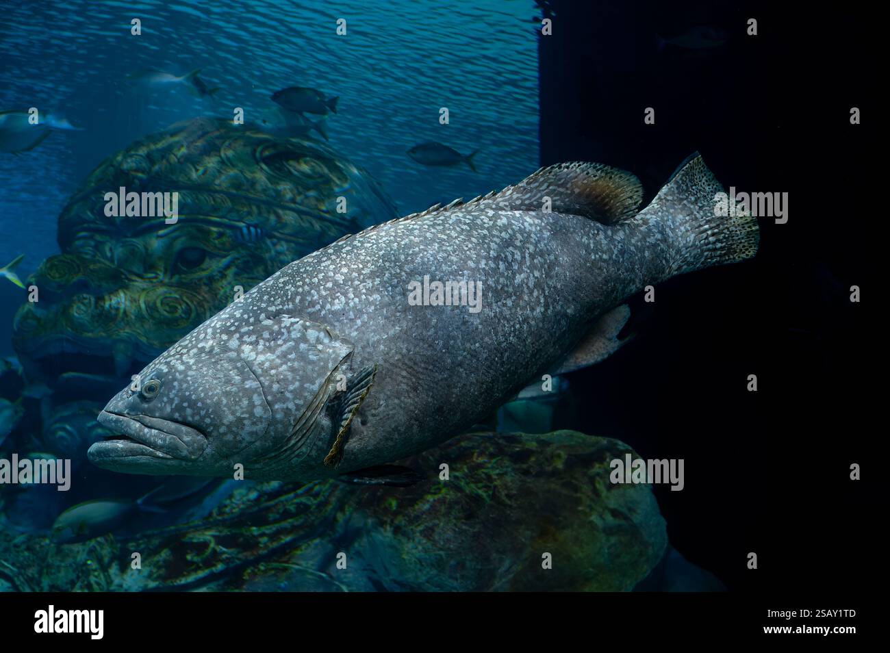 Giant grouper or Queensland Grouper, Epinephelus lanceolatus ...