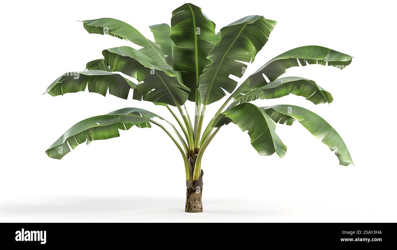 This image showcases a stunning tropical banana tree with its ...