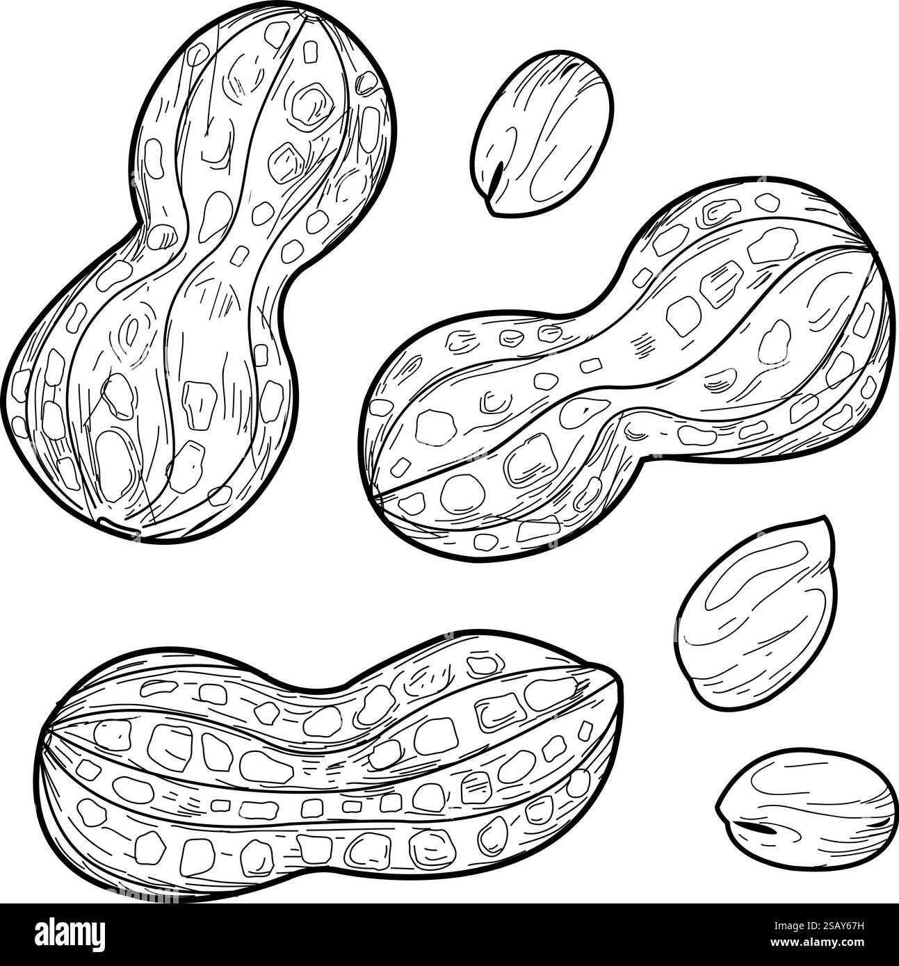 Peanuts on white background. Hand drawn ink sketch. Vintage style ...