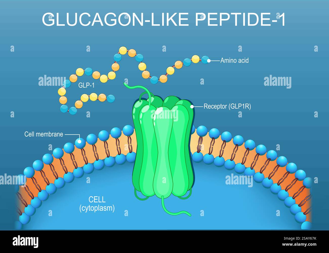 Glucagon-like peptide-1. Close-up of Cell membrane lipid bilayer with Receptor GLP1R. Vector ...