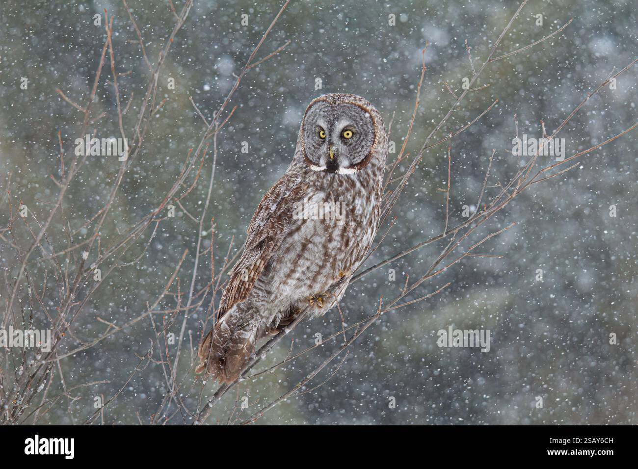 Great grey owl perched in a tree in the falling winter snow in Canada ...