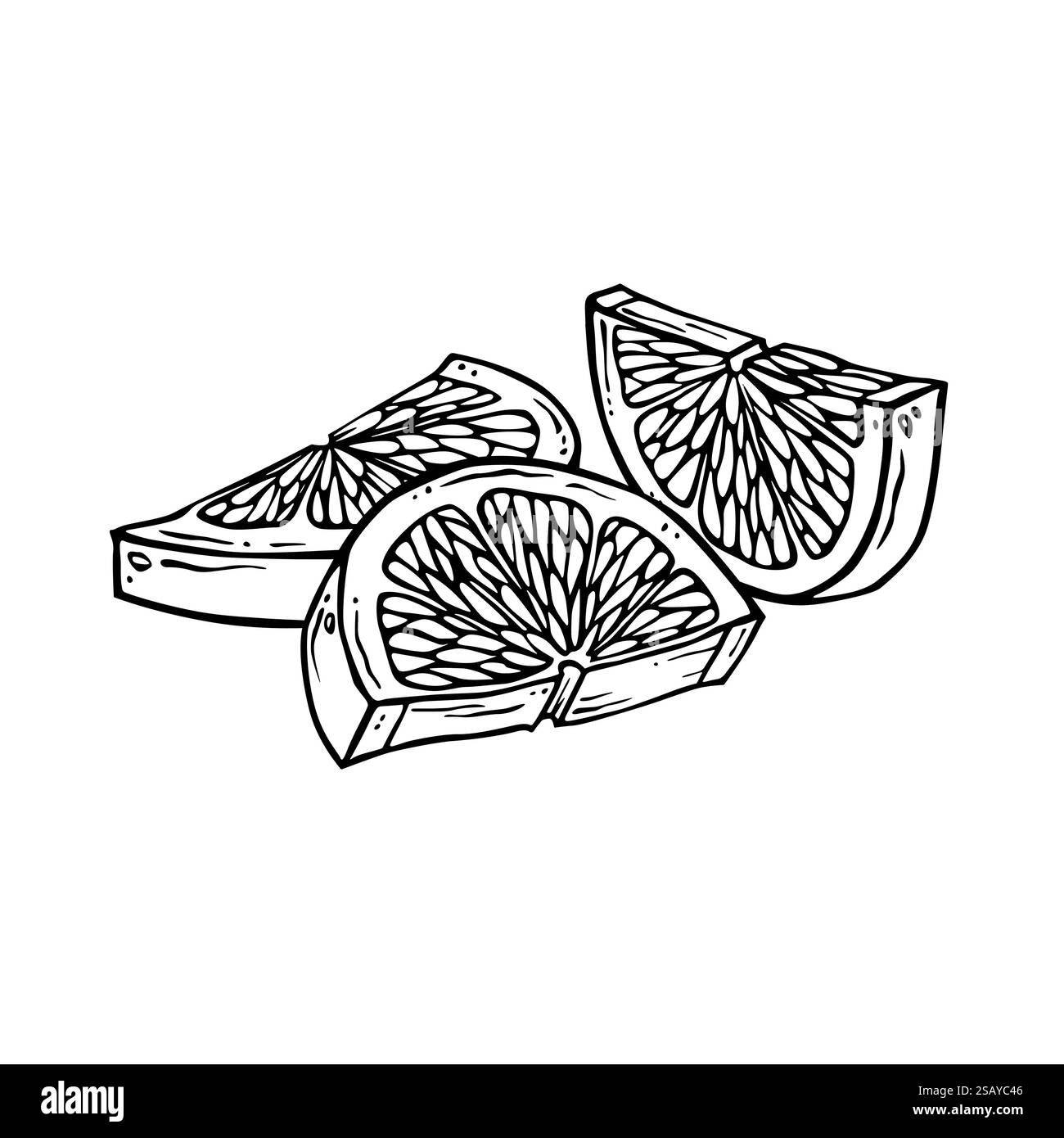 Lemon slices. Hand drawn illustration of citrus fruit. Linear drawing ...