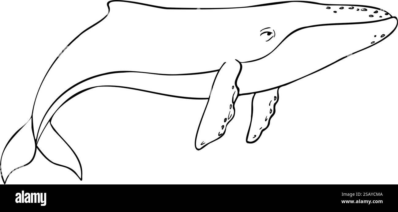 Blue whale, Vector cetaceans fish, Underwater animal outline painted by ...