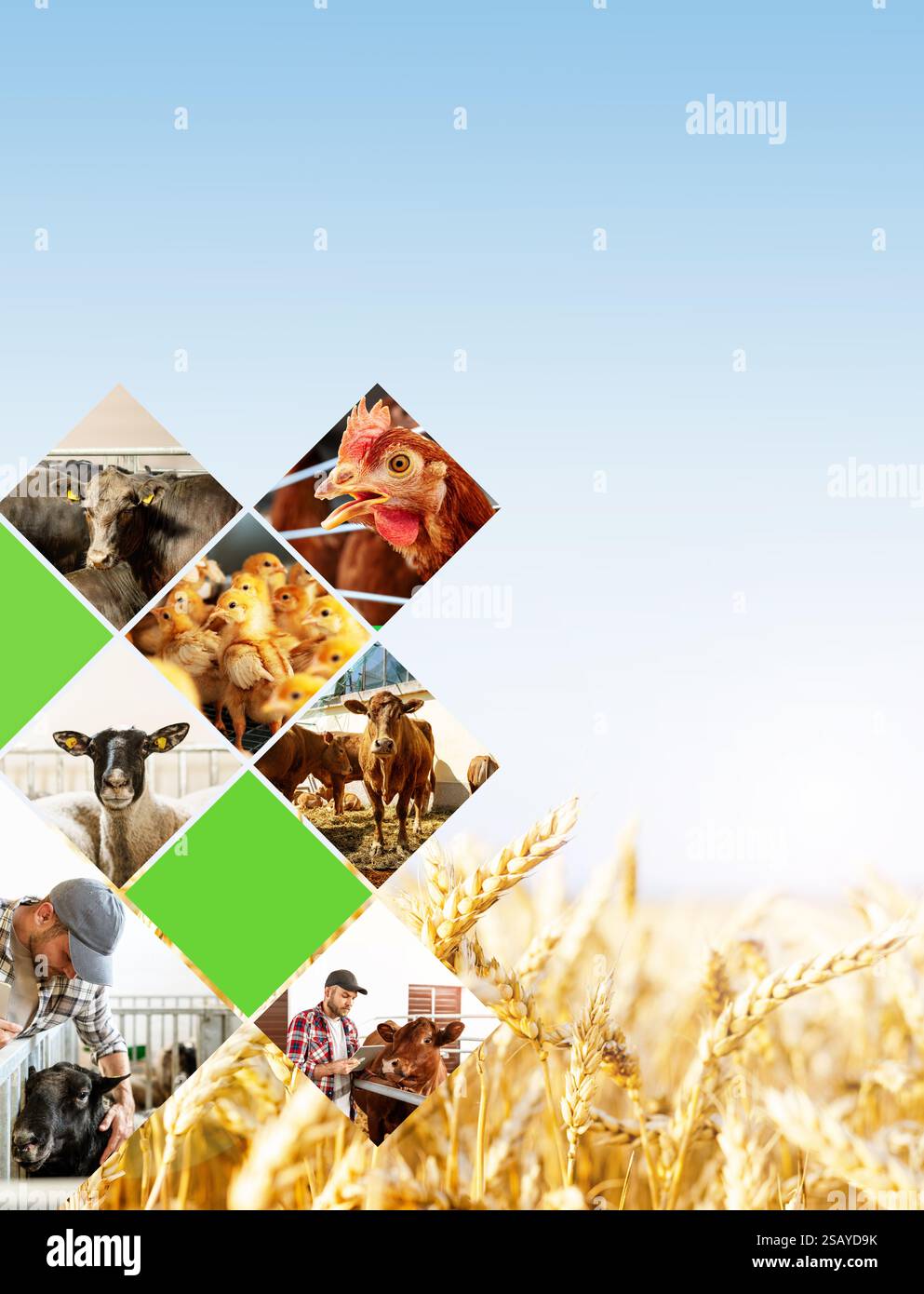 Agricultural background featuring livestock farming Stock Photo - Alamy