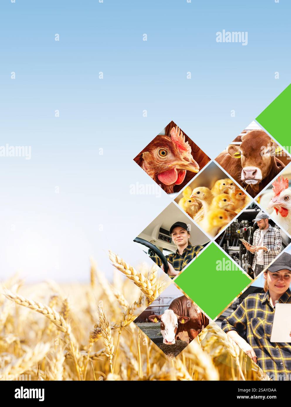 Farm background featuring farm animals and workers against cereal field ...