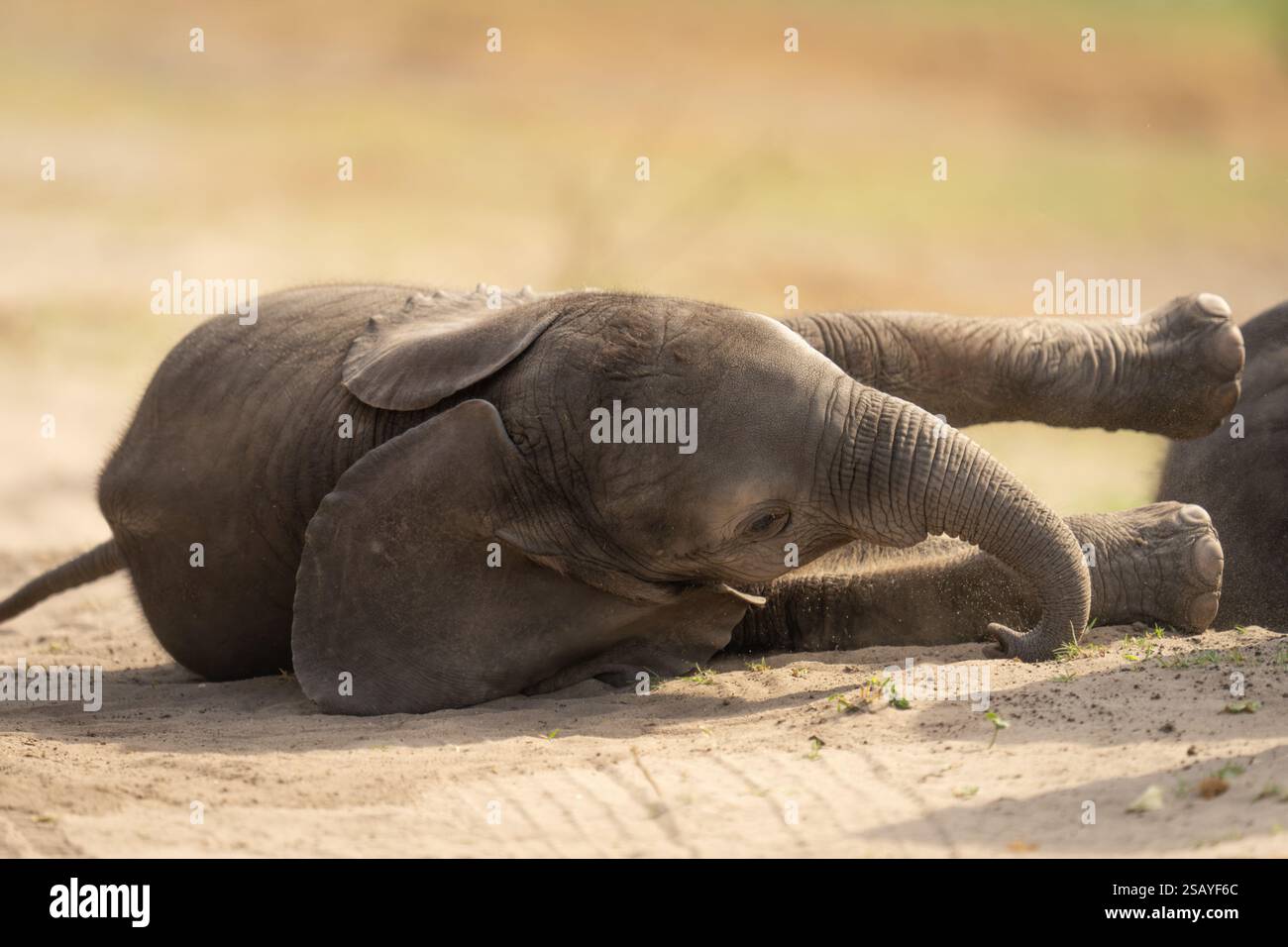 Baby elephant lying down hi-res stock photography and images - Alamy