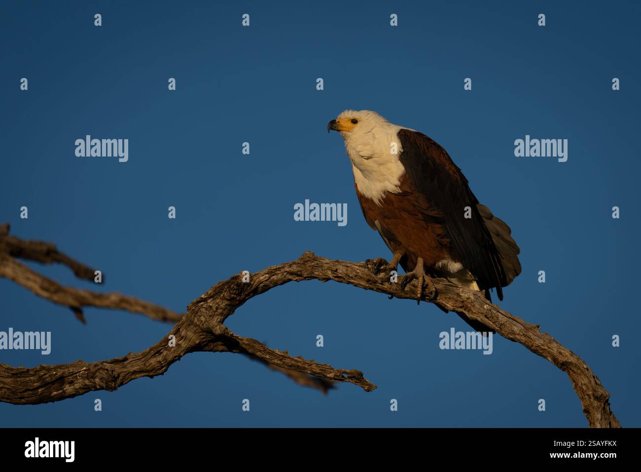 African fish eagle hunches on dead branch Stock Photo - Alamy