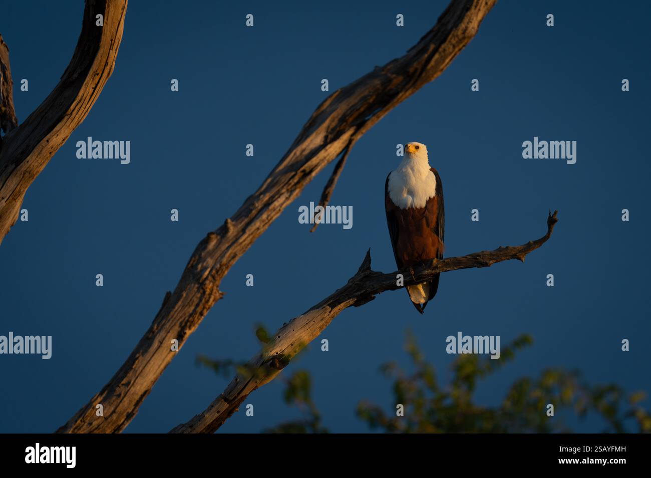 African fish eagle on dead tree at sunset Stock Photo - Alamy