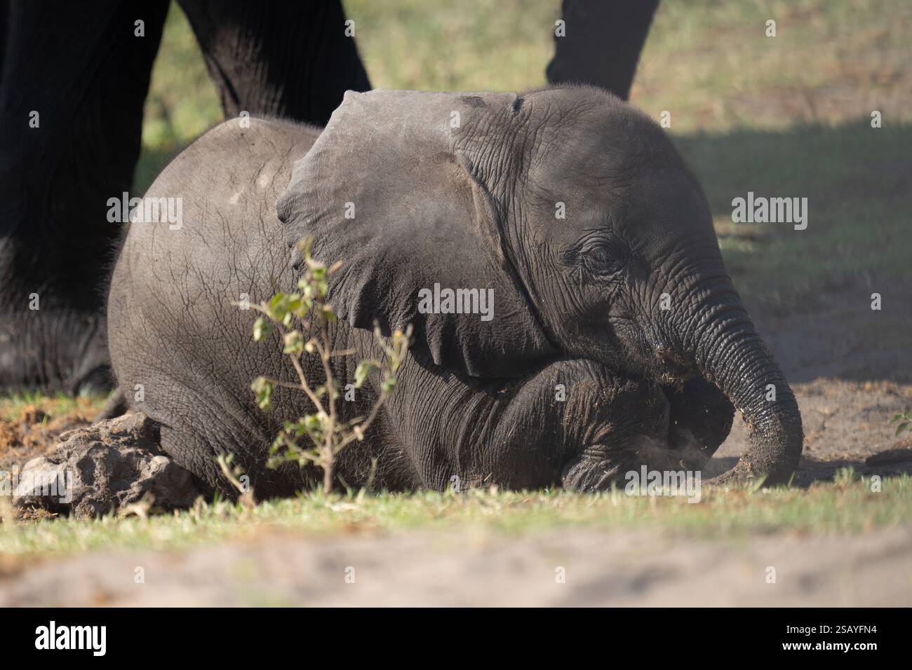Baby African bush elephant lies in grass Stock Photo - Alamy