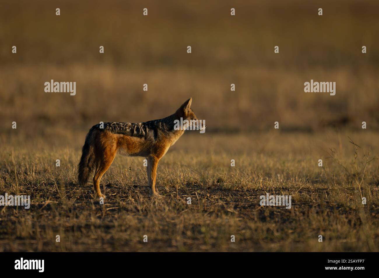 Black-backed jackal stands in profile on savanna Stock Photo - Alamy