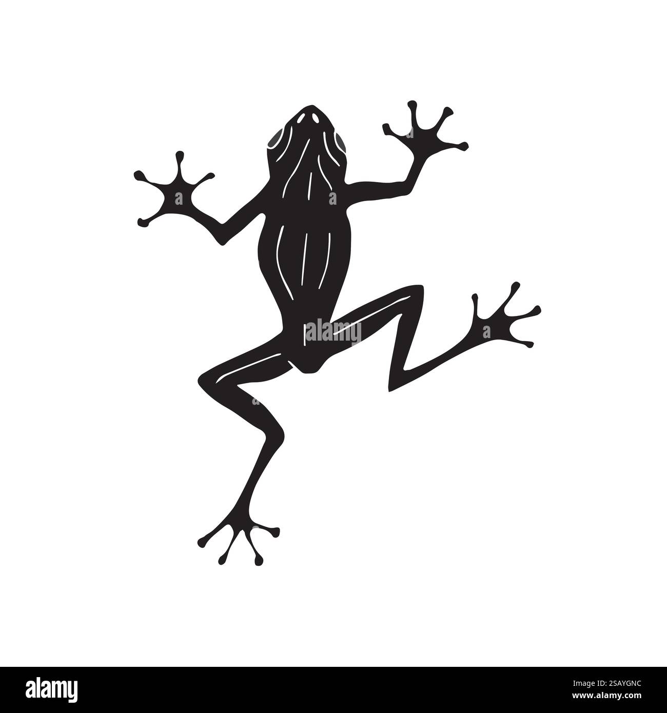 Vector hand drawn doodle sketch black frog isolated on white background ...