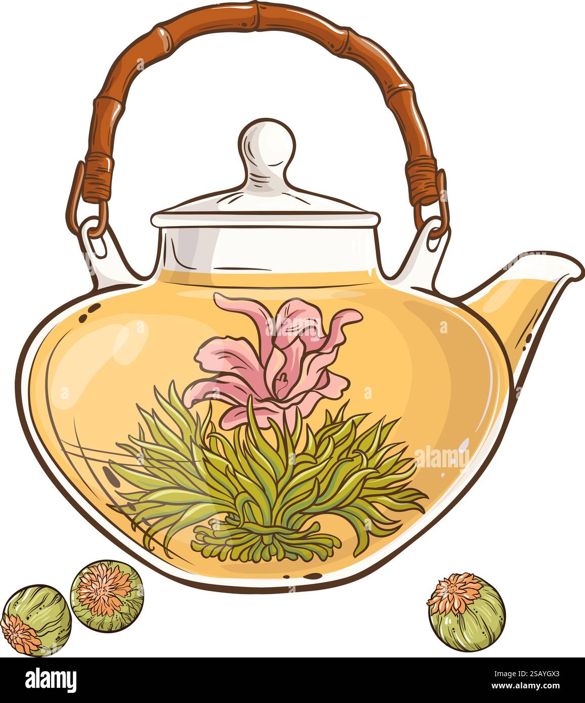 Flowering Tea isolated Colored Detailed Illustration for Design and ...
