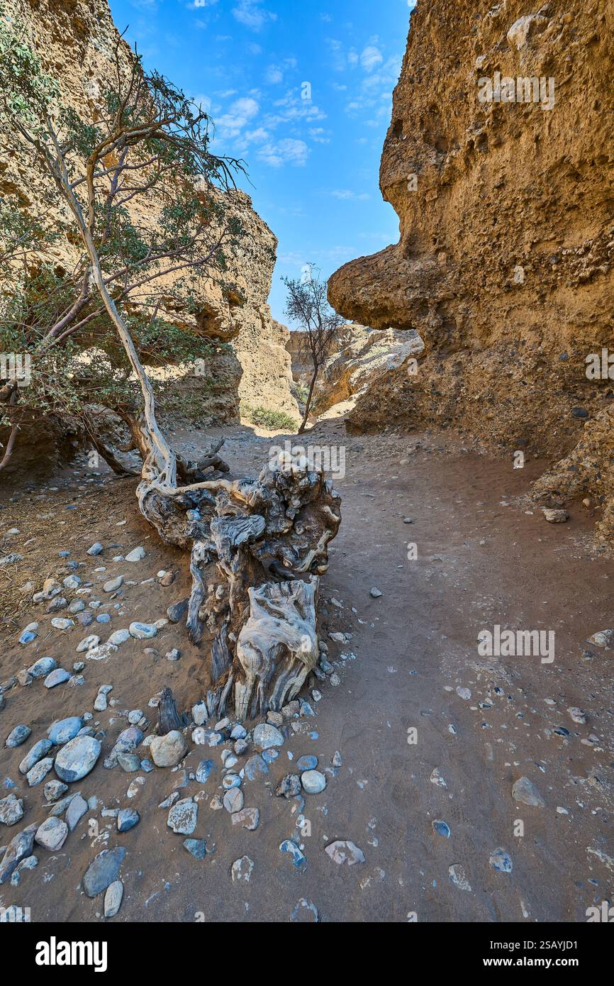 A fallen tree and a trail at the bottom of the Sesriem Canyon, Namibia ...