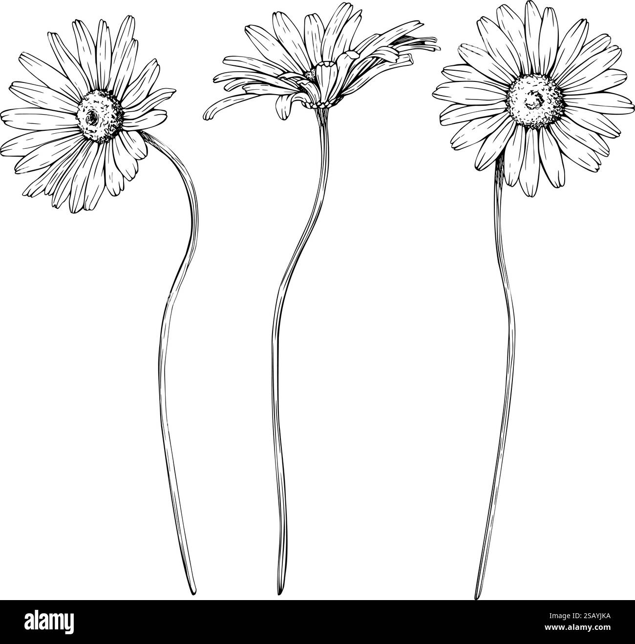 Black And White Daisies Drawings