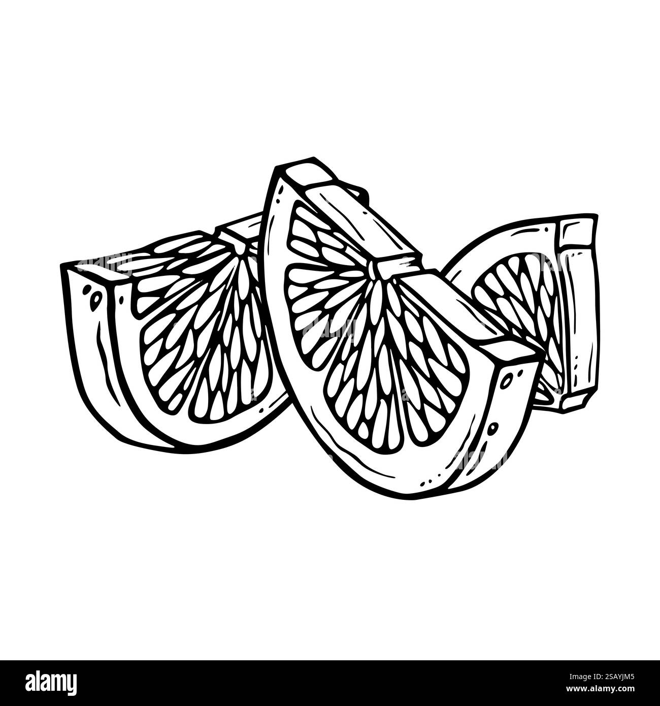 Citrus fruit pieces. Lemon or lime hand drawn ink graphic. Linear ...